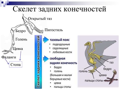 Скелет птиц презентация онлайн