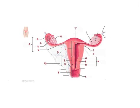 Reproductive System Lab Exam 5 Female Diagram Quizlet