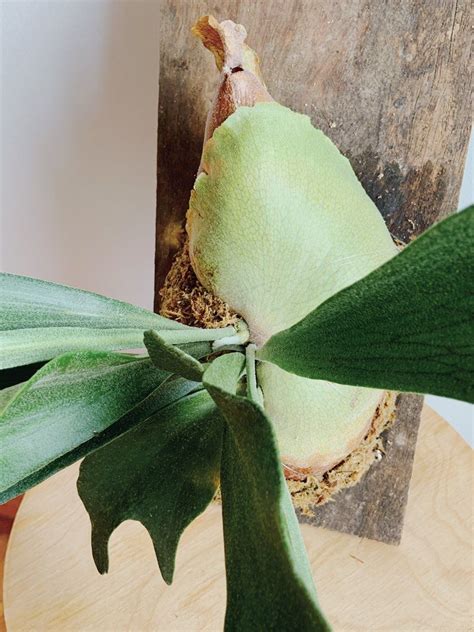 Platycerium Bifurcatum Furniture And Home Living Gardening Plants