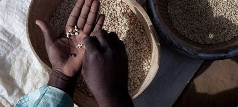 Onu Advierte El Mundo Podría Enfrentar Escasez De Alimentos En 2023