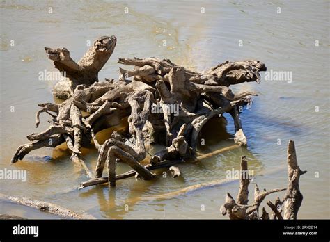 Exposed Tree Root System Hi Res Stock Photography And Images Alamy