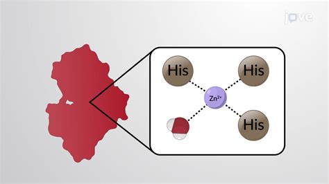 Video Role Of Matrix Metalloproteases In Degradation Of Ecm