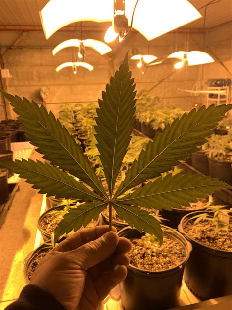 Start An Indigenous Dispensary My Grasshopper