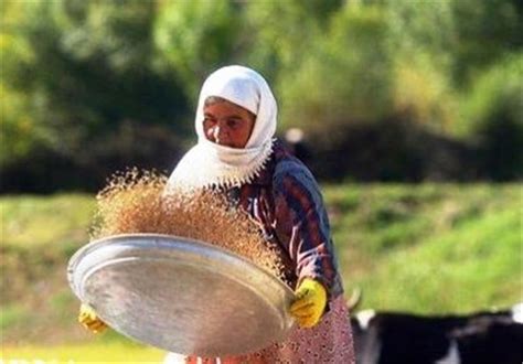 طرح توانمند سازی زنان روستایی در قزوین اجرا می شود تسنیم