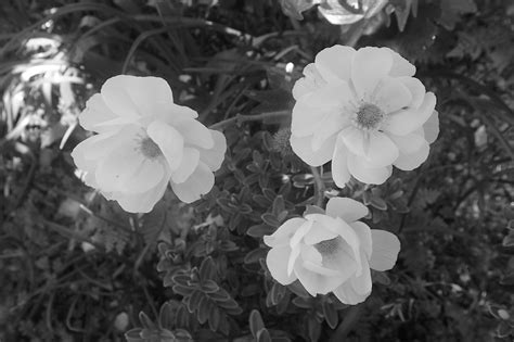 Graphic Design Skandi Design Graphic Design Nelson New Zealand