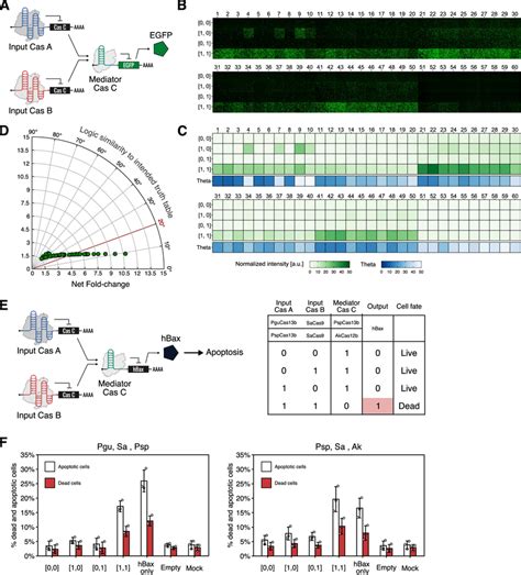 Multi Layered Translational Circuits With Cas Responsive Switches Ad Download Scientific