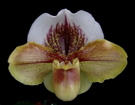 Paph Crazy Jolly Yokozuna Slippertalk Orchid Forum