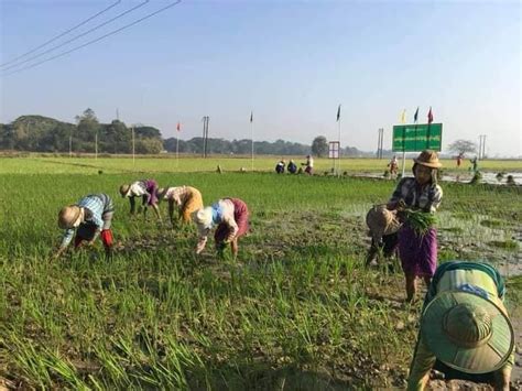 ချေးငွေပြန်မဆပ်သည့် ဧရာဝတီလယ်သမားများကို လယ်သိမ်းမည်ဟု စစ်ကောင်စီ ခြိမ်းခြောက်