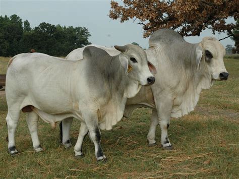 Brahman Cattle Bull