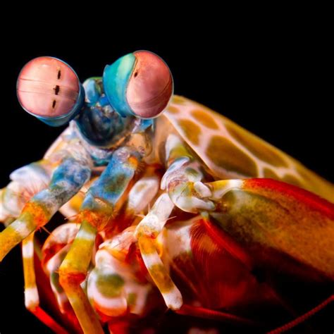 Mantis Shrimp Punch Finger