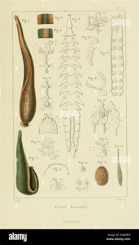 Leeches Diagram Labeled
