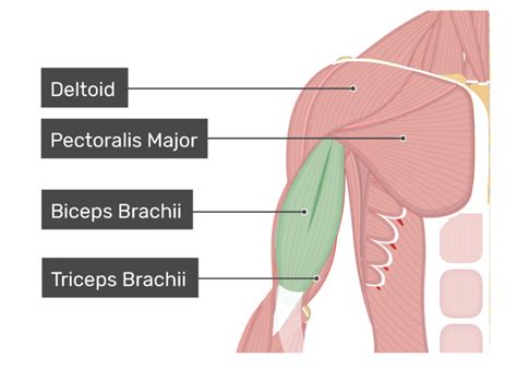 Biceps And Triceps Diagram Triceps Anatomy Location And Function