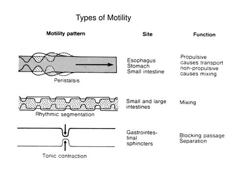 Ppt Gastrointestinal Motility Powerpoint Presentation Free Download