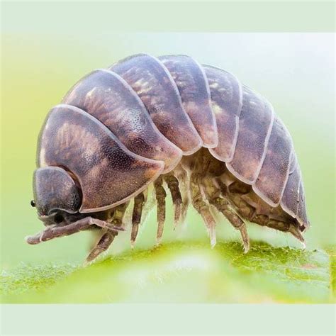 Shop Page 2 Terminex Pest Control