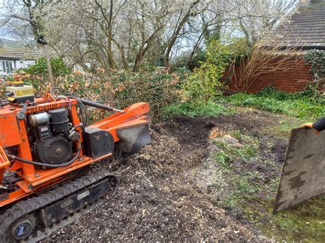 Cms Tree Services • Local Tree Surgeon