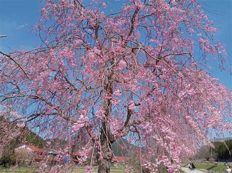 がいせん桜まつり〜新庄村 Ringoteajetcoのブログ