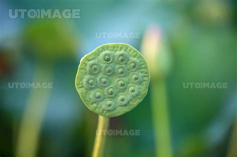 연꽃 연꽃씨앗 유토이미지 상세페이지 베이직샵 사진 20750312