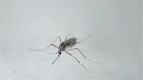Alerta Por Aumento De Casos De Dengue Teleonce Tv Vívelo