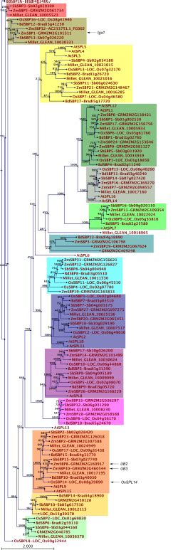 Krn4 Controls Quantitative Variation In Maize Kernel Row Number