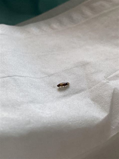 German Nymph Roach R Whatsthisbug