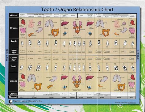 Tooth Organ Relationship Chart Relationship Chart Organs Fat