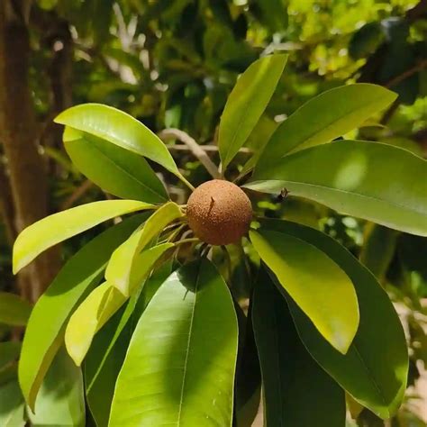 Plant Faqs Sapote Pouteria Sapota