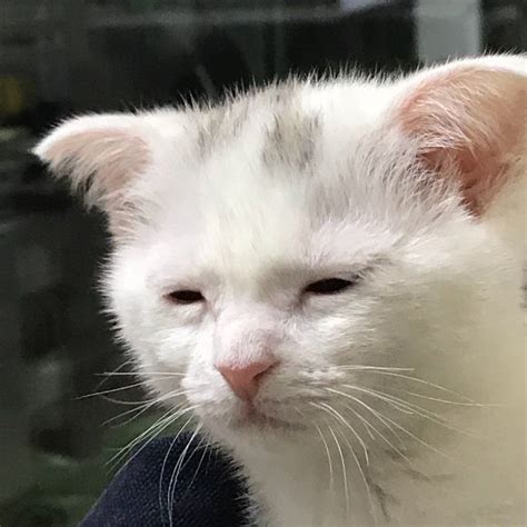 Depressed Meme Templates Imgflip