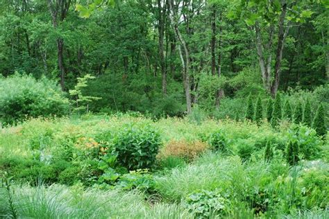 Matrix Planting For Year Round Garden Beauty
