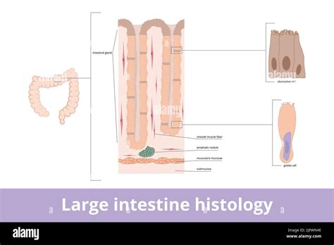 Large Intestine Histology Tissue With Visualized Intestinal Gland