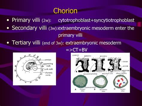 Fetal Membranes Placenta And Twinning Ppt Download