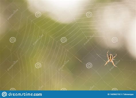 Spider Making A Web Stock Photo Image Of Pattern Insect