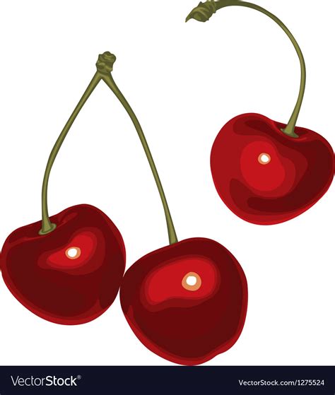 Cherry Royalty Free Vector Image Vectorstock
