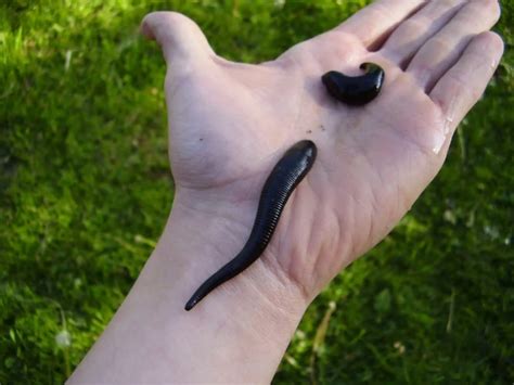 How To Get Leeches Off Its Easy To Get Rid Of These Suckers