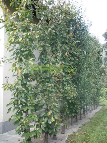 Balerine Stupaste I Mini Voćke Atraktivne Sadnice Za Terase Balkone I