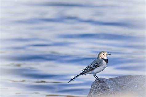 ¿qué Comen Las Codornices Caseras Granjaonline
