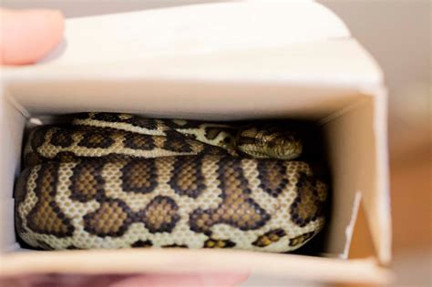 Quickstart Packaging In Python Zax Rosenberg
