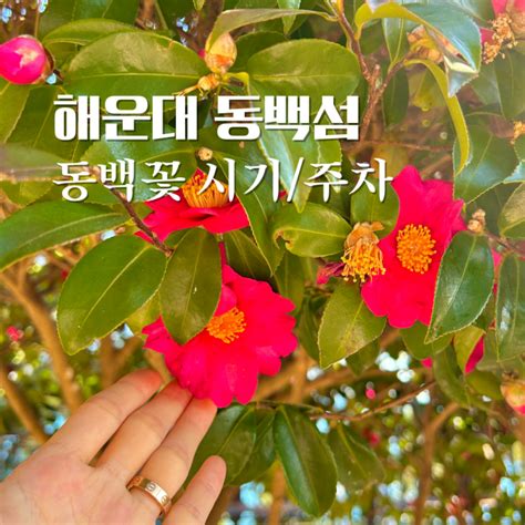 동백섬 동백꽃 개화 시기 주차장 부산 겨울여행 가기 좋은 곳 네이버 블로그