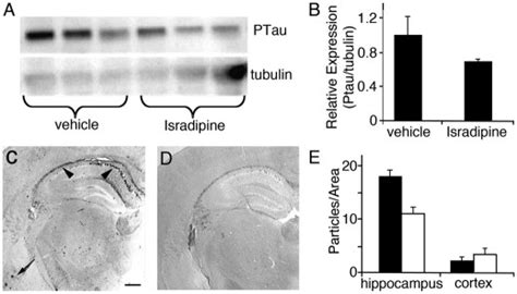 Phospho Tau Ser202 Thr205 Antibody Biotin Monoclonal At8