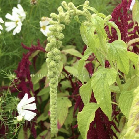 Amaranthus Green Tails Seeds Weird Green Globules Filler Foliage