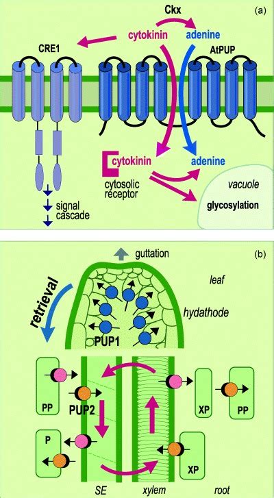 functional complementation of the yeast adenine transport mutant