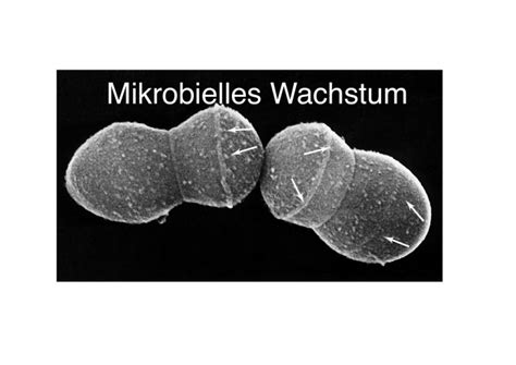 2014 Kapitel 5 Mikrobielles Wachstum