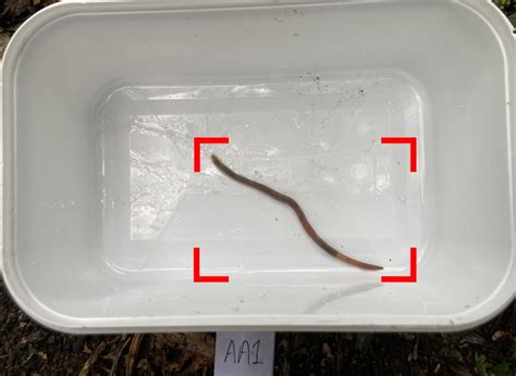 Earthworm Image Recognition Project Earthworm Society Of Britain