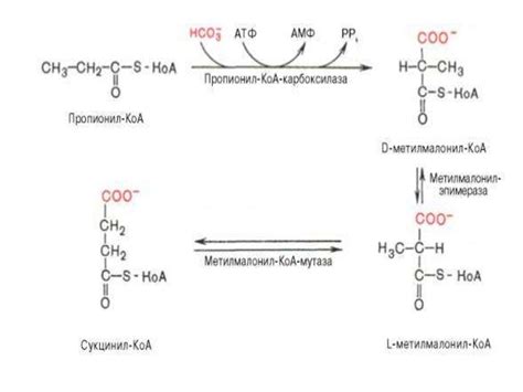 Обмен липидов Переваривание и всасывание липидов Тема 2 3 Online Presentation