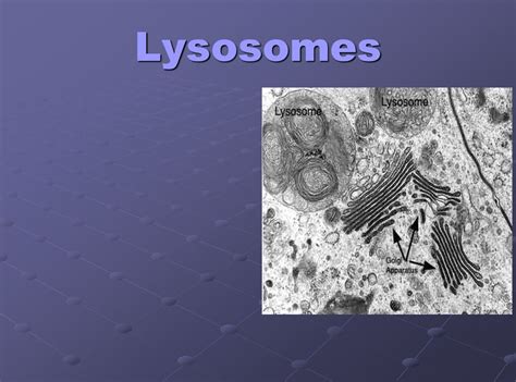 Dissecting Microscope Ppt Download