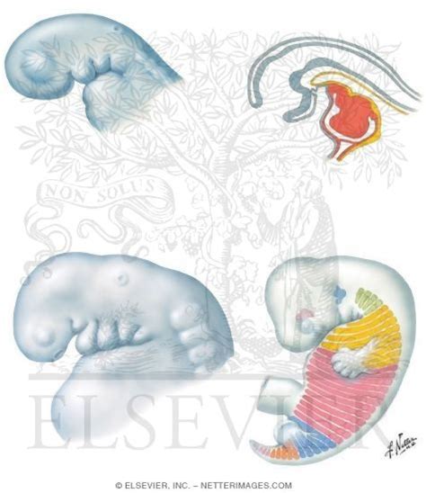 Ectoderm Endoderm And Mesoderm