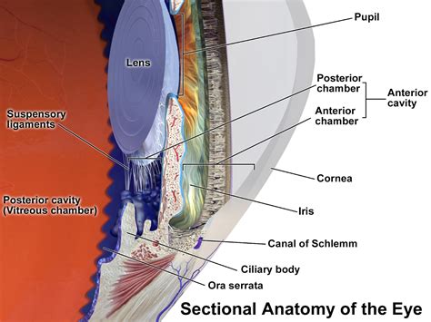 Bioinformatics Of Primary Open Angle Glaucoma Poag