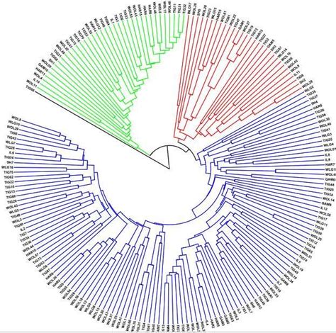 UPGMA Analysis Clustered The 200 Sorghum Accessions In To Three Broad