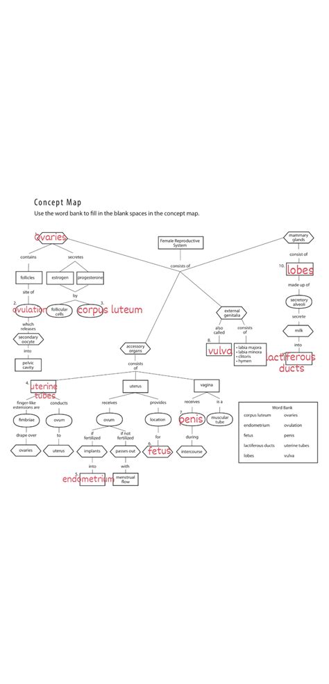 Solved Female Reproductive System With Concept Map And Explaination Course Hero