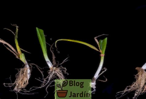 Cómo propagar y enraizar plantas de caña de azúcar