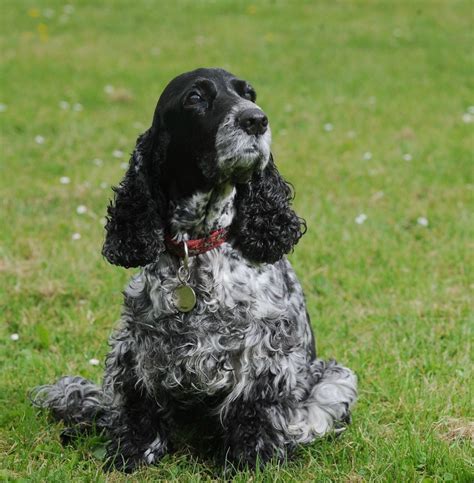 Cocker Spaniel Black And Grey